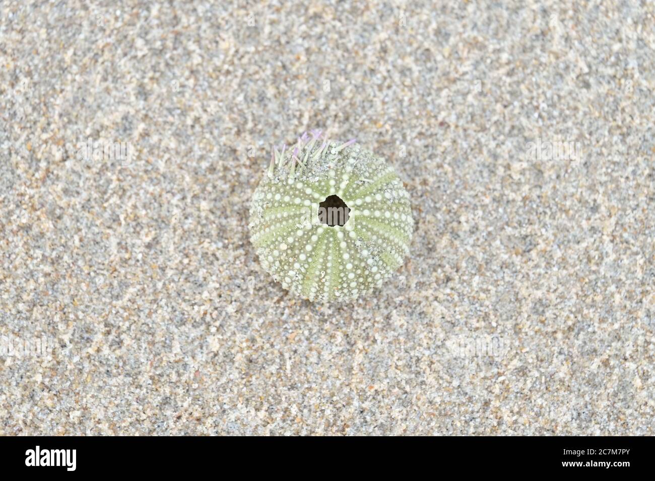 High angle shot of a green sea urchin shell Stock Photo - Alamy