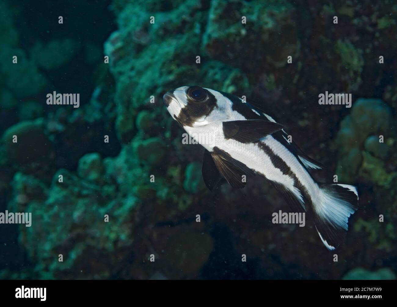 Juvenile Black and white snapper, Macolor niger, Hamata, Red Sea, Egypt ...