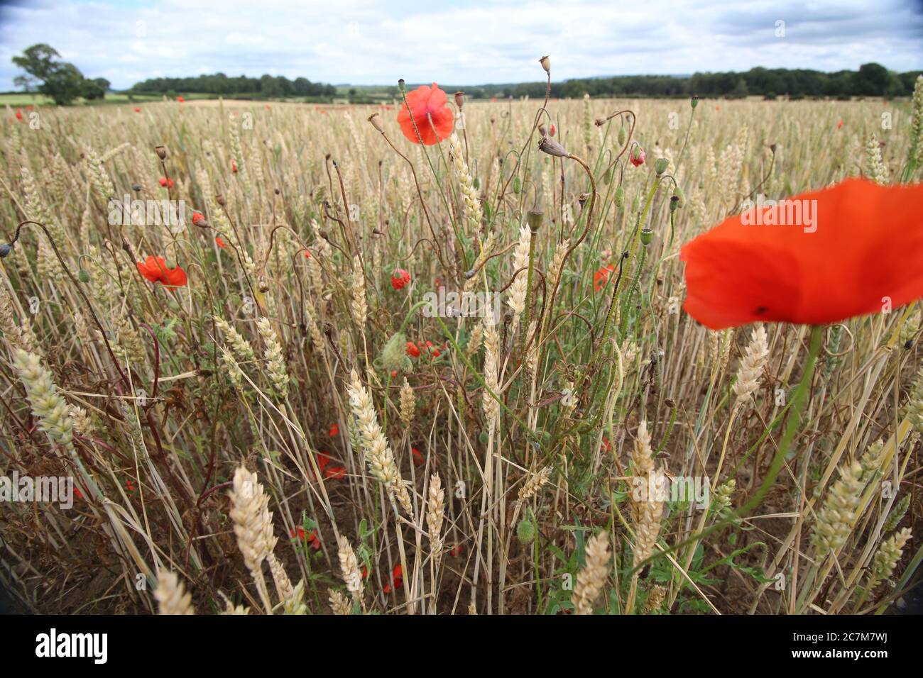 English summer farmland scene hi-res stock photography and images - Alamy