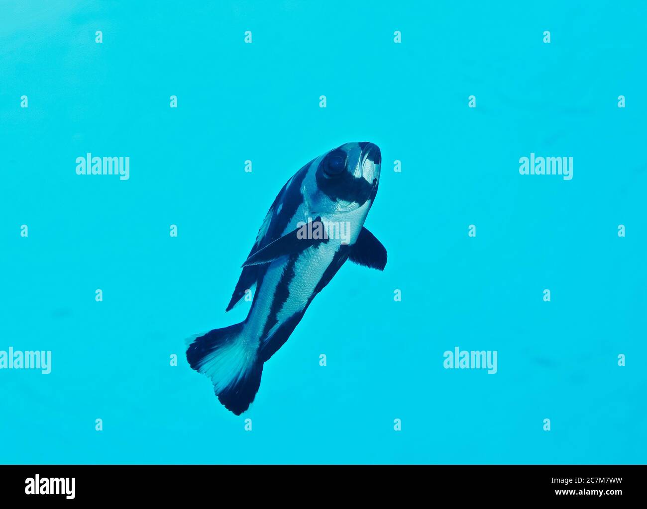 Juvenile Black and white snapper, Macolor niger, Hamata, Red Sea, Egypt ...