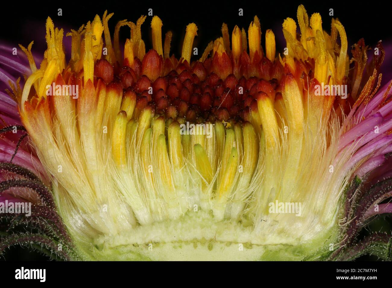 Flower cross section illustration hi-res stock photography and images ...