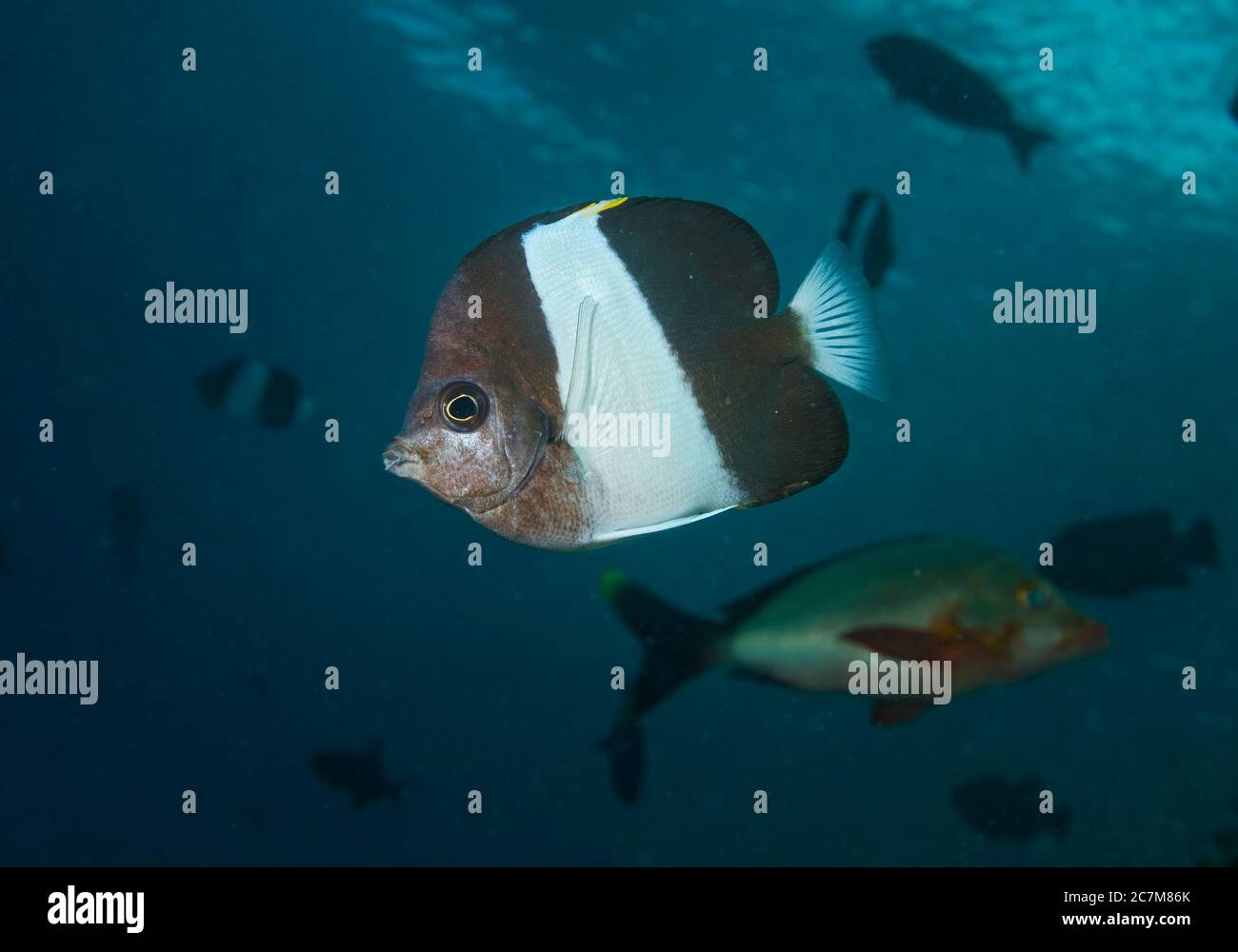 Brown-and-white butterflyfish, Hemitaurichthys zoster, Indian Ocean ...