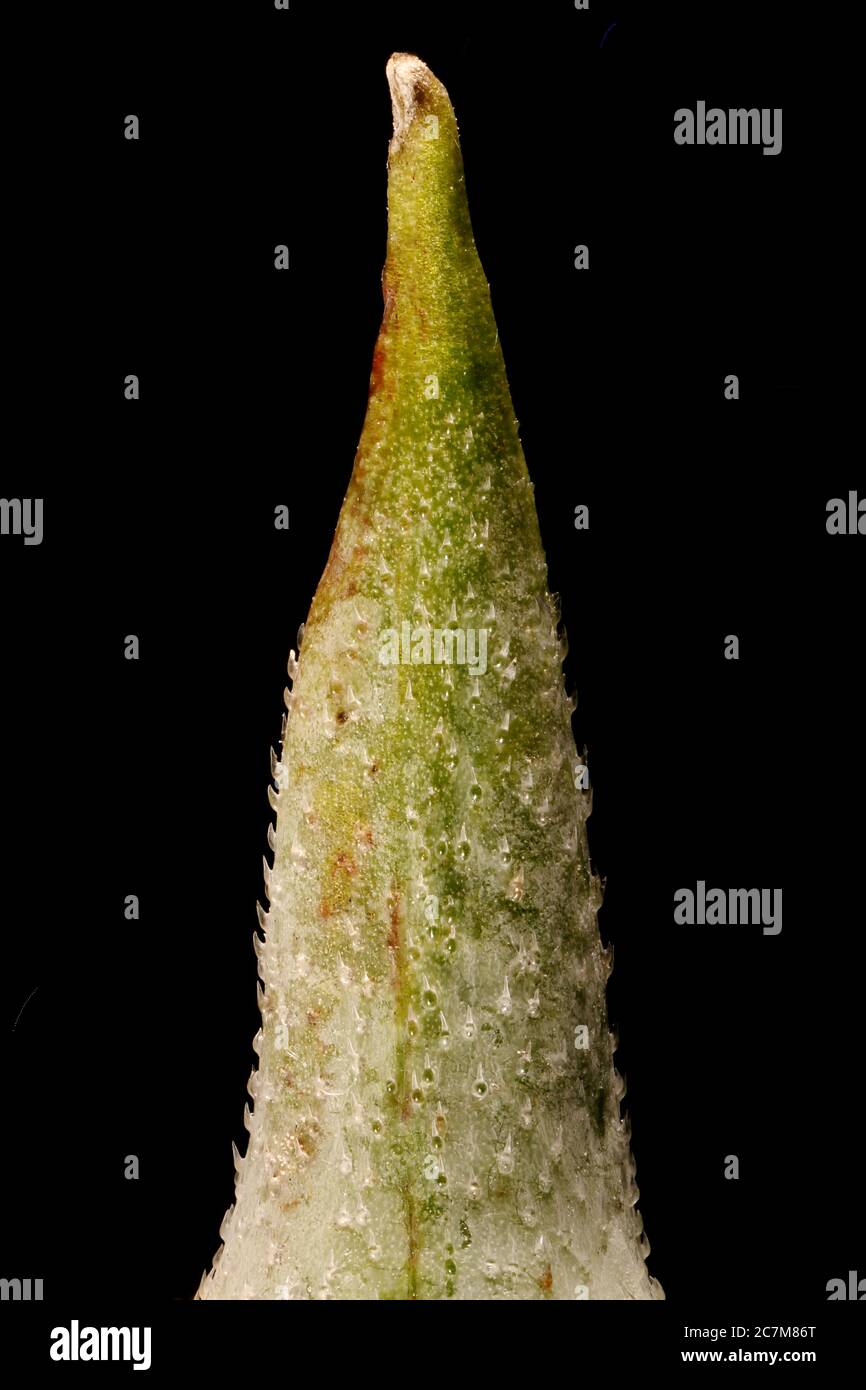 Raphanus sativus botanical illustration hi-res stock photography and ...