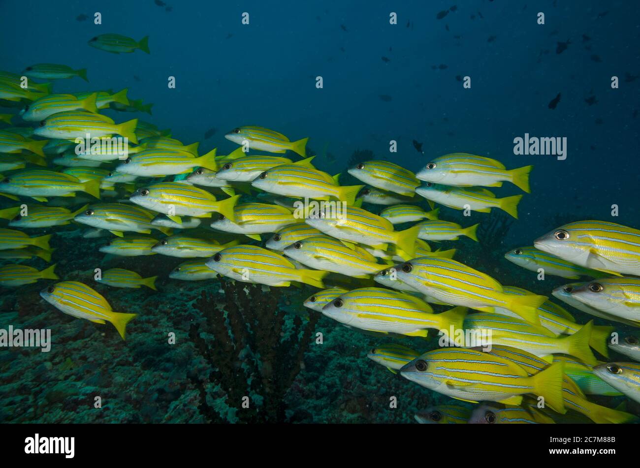 School of bluestripe snapper, Lutjanus kasmira, Maldives, Indian Ocean ...
