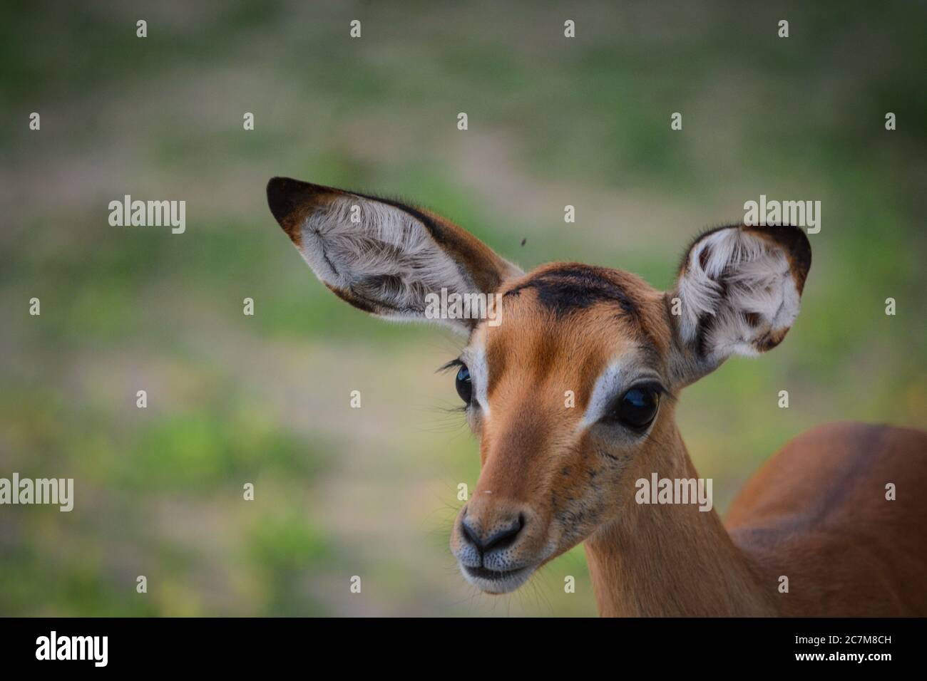 Impala head hi-res stock photography and images - Alamy