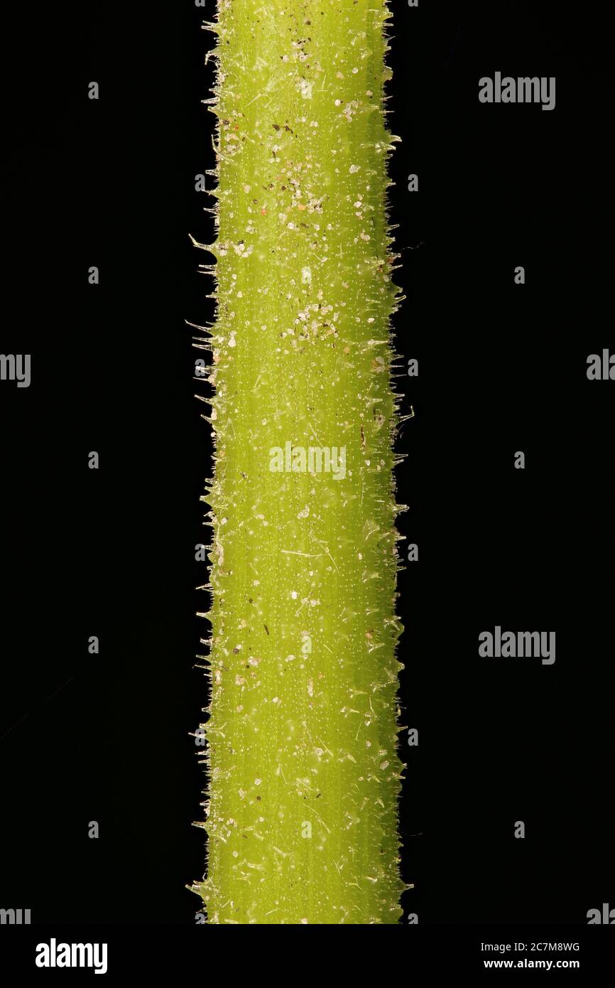 Cucurbita stem hi-res stock photography and images - Alamy