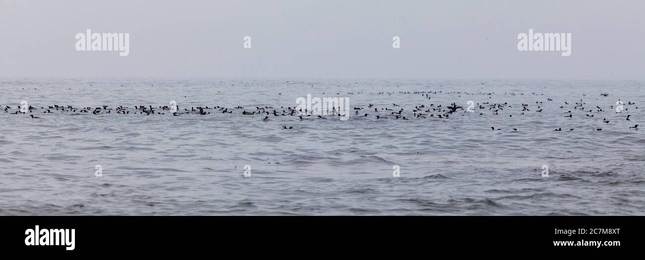 English sea birds hi-res stock photography and images - Alamy