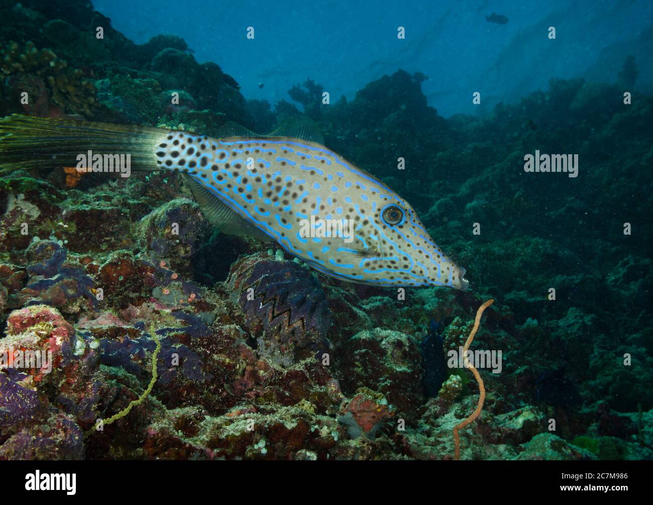 Filefish coral reef hi-res stock photography and images - Alamy