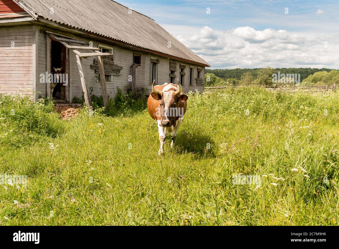 Old cow no people hi-res stock photography and images - Alamy