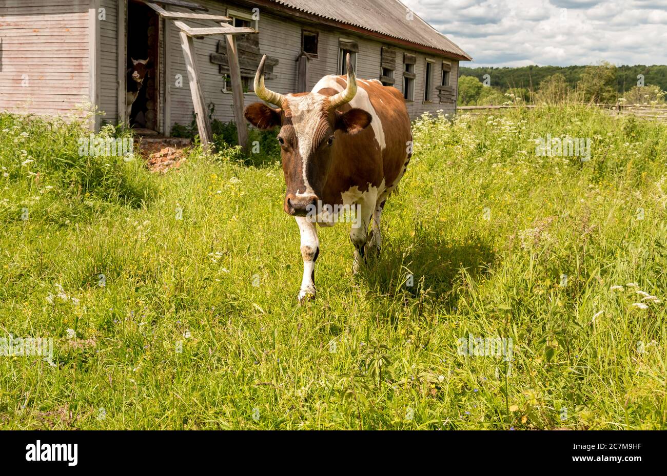 One Cow on green meadow near old stall Stock Photo - Alamy