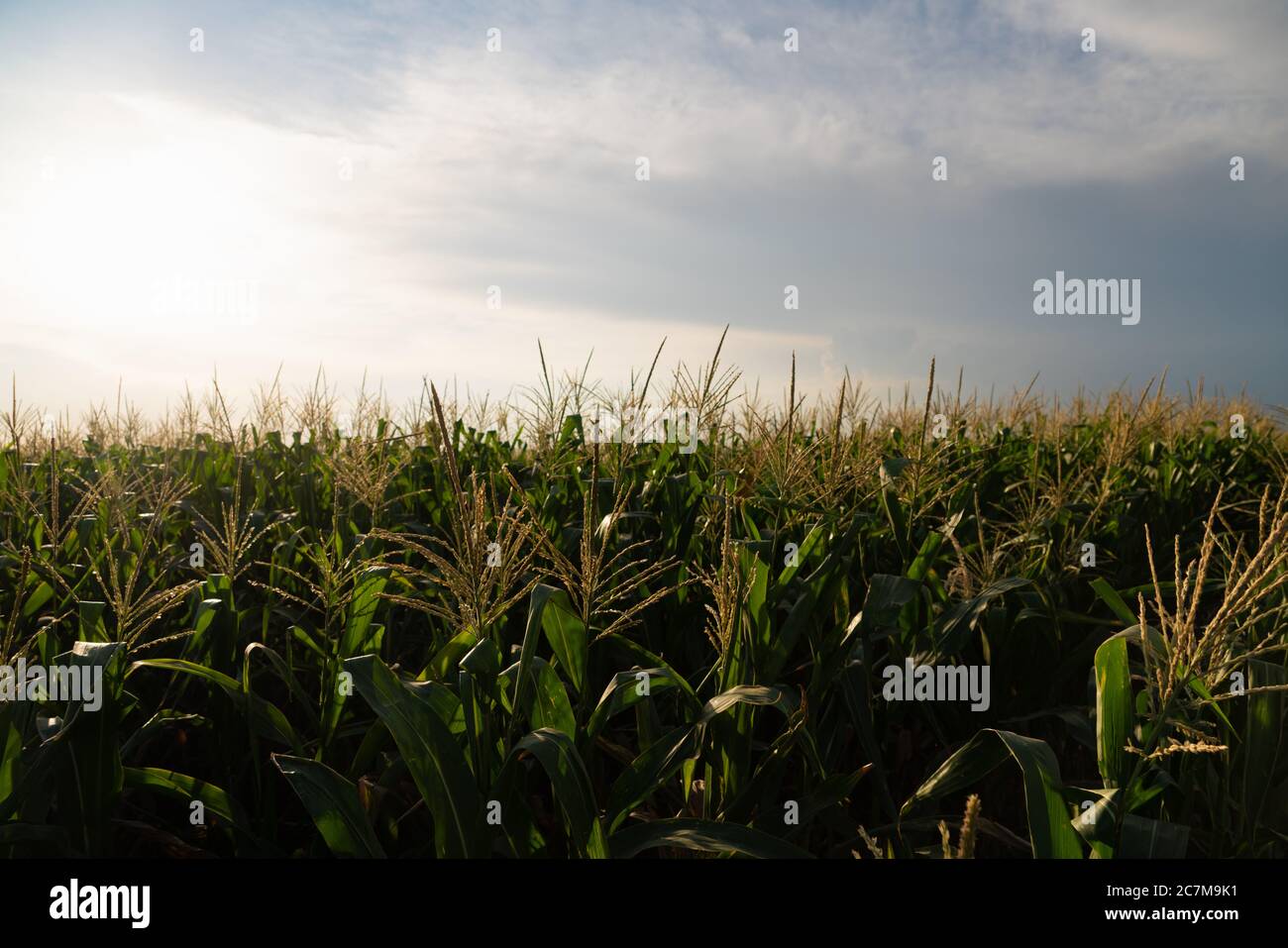 Agricultural corn field at sunset Stock Photo - Alamy