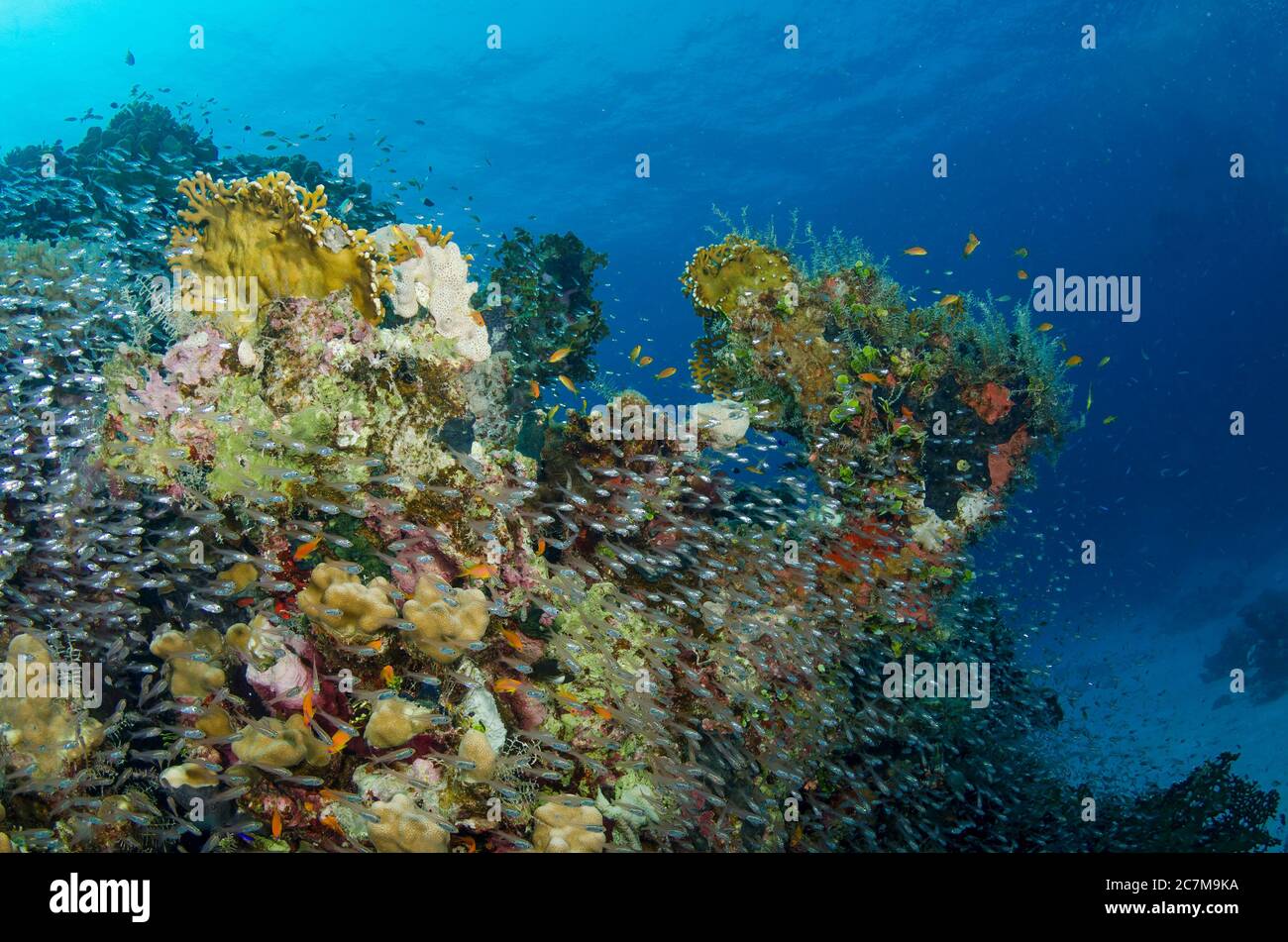 coral reef, surrounded by glassfish, Hamata, Red Sea, Egypt Stock Photo ...