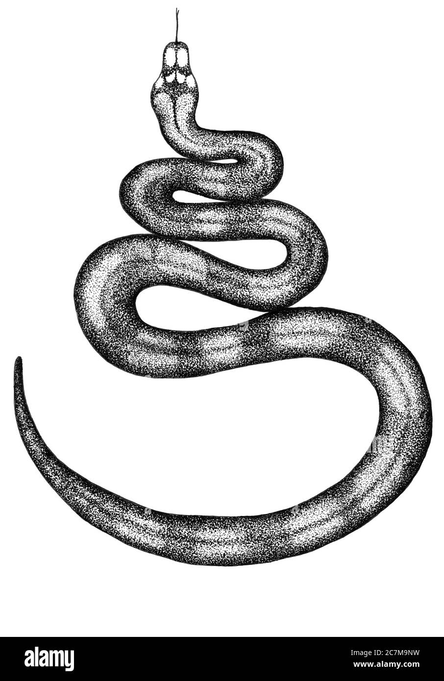 Snake python isolated on Black and White Stock Photos & Images - Alamy