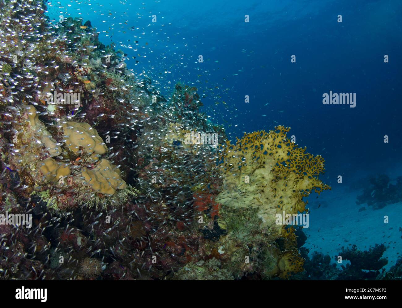 coral reef, surrounded by glassfish, Hamata, Red Sea, Egypt Stock Photo ...