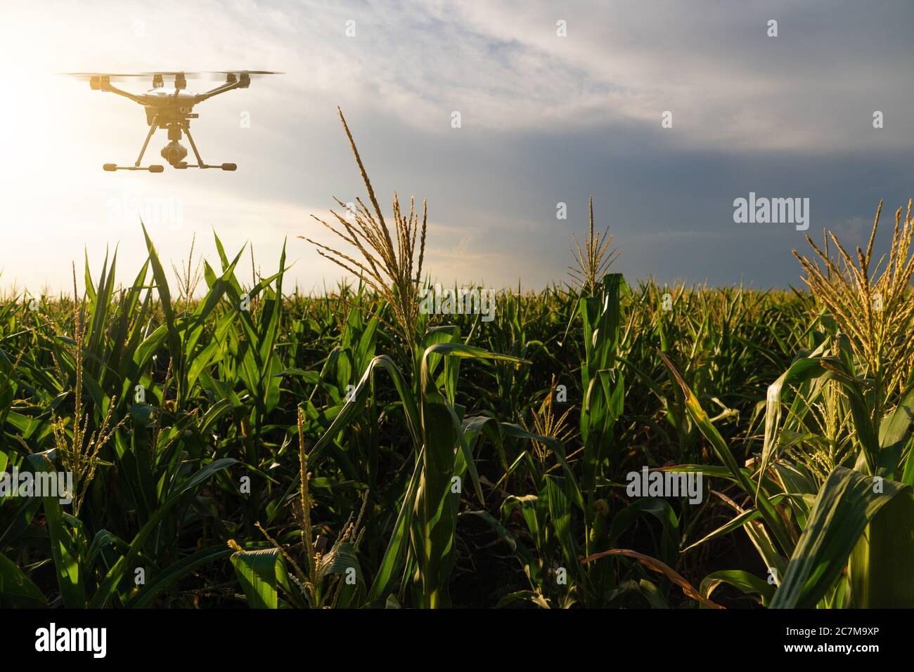 Agricultural drone flies over the corn field. Smart farming and ...