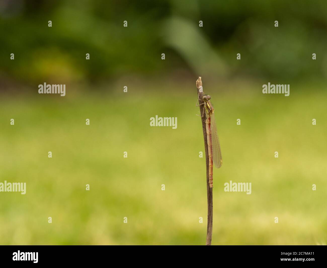 Newly Emerged Large Red Damselfly Stock Photo - Alamy Newly Emerged Large Red Damselfly Stock Photo - Alamy