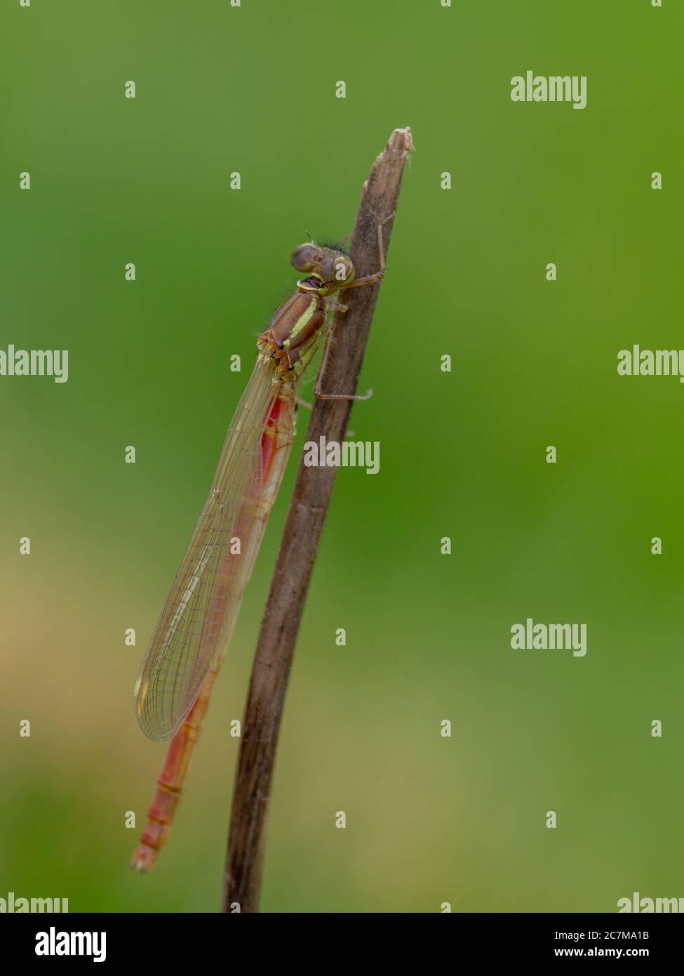Newly Emerged Large Red Damselfly Stock Photo - Alamy Newly Emerged Large Red Damselfly Stock Photo - Alamy