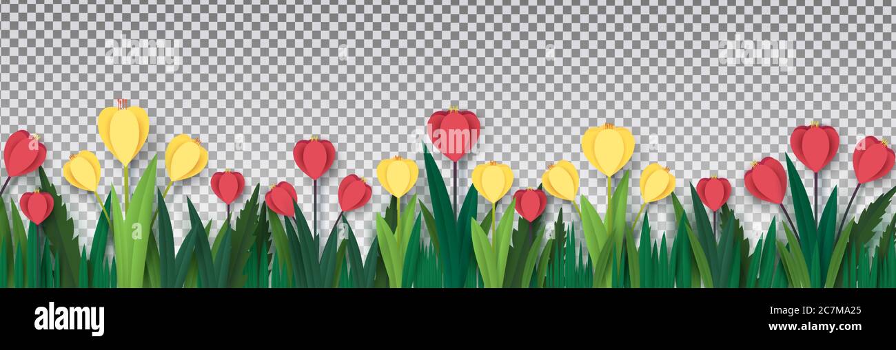 Red and yellow crocuses in the grass on isolated on a transparent ...