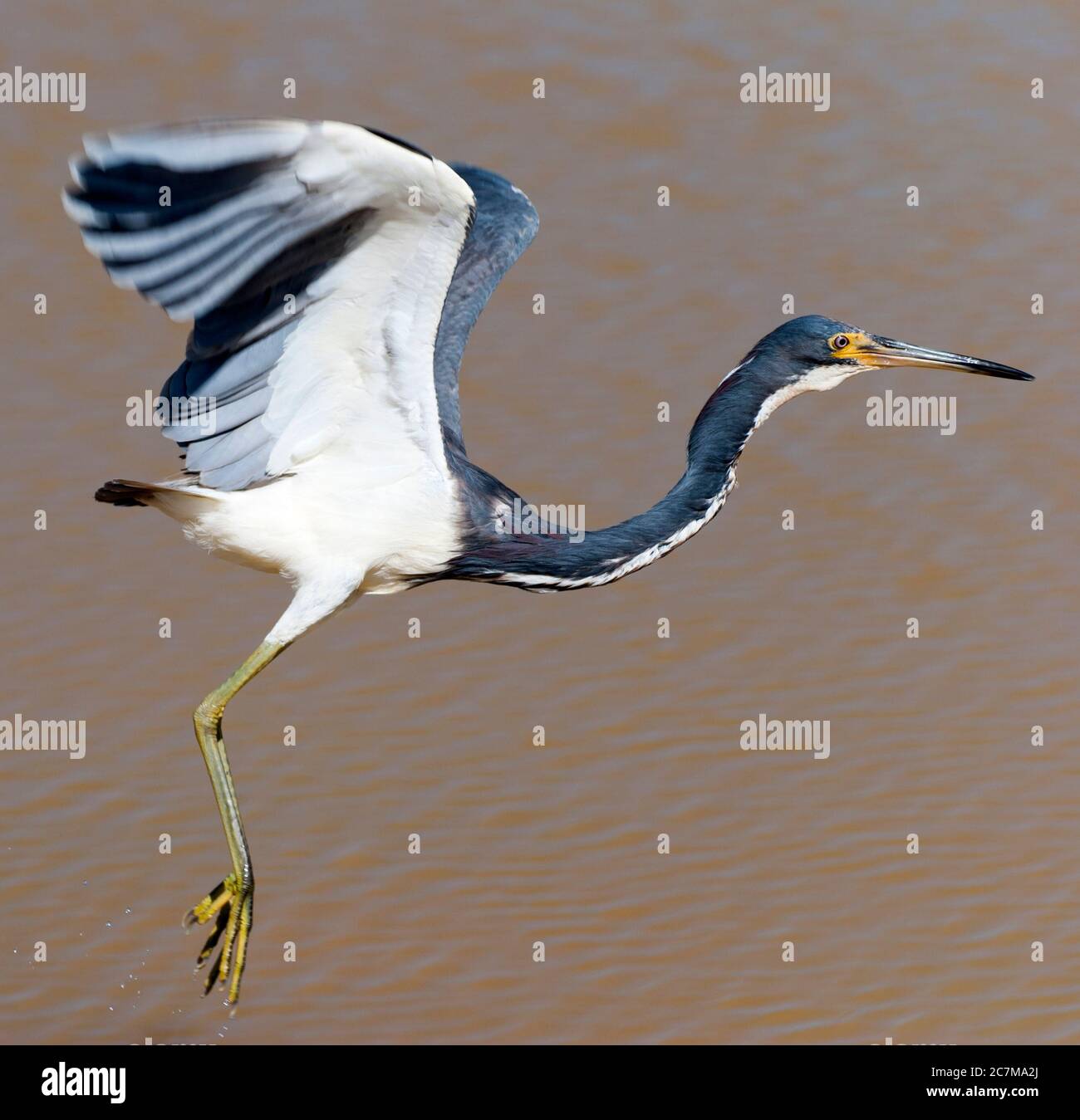 The crane family bird taking off over the pond on Grand Turk island ...