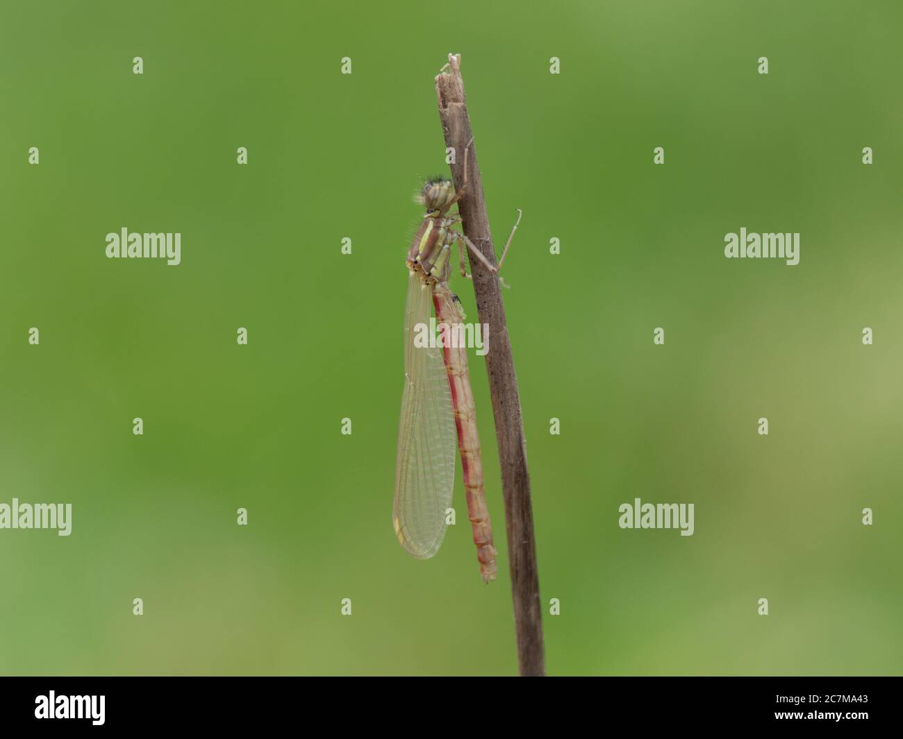 Newly Emerged Large Red Damselfly Stock Photo - Alamy Newly Emerged Large Red Damselfly Stock Photo - Alamy
