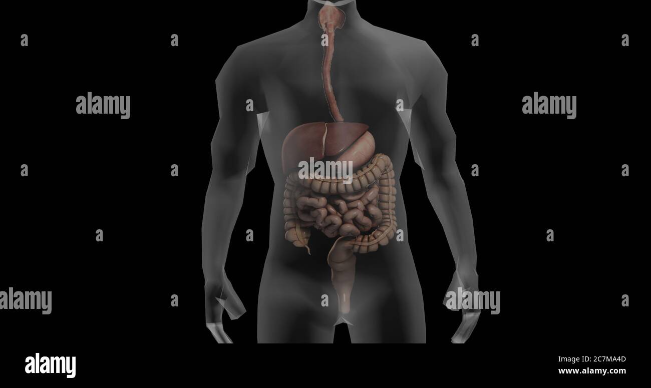 Digestive system in human in 3d illustration Stock Photo - Alamy