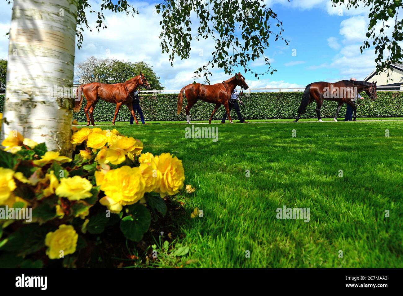 Saddling area ahead 1st race day curragh racecourse hi-res stock ...
