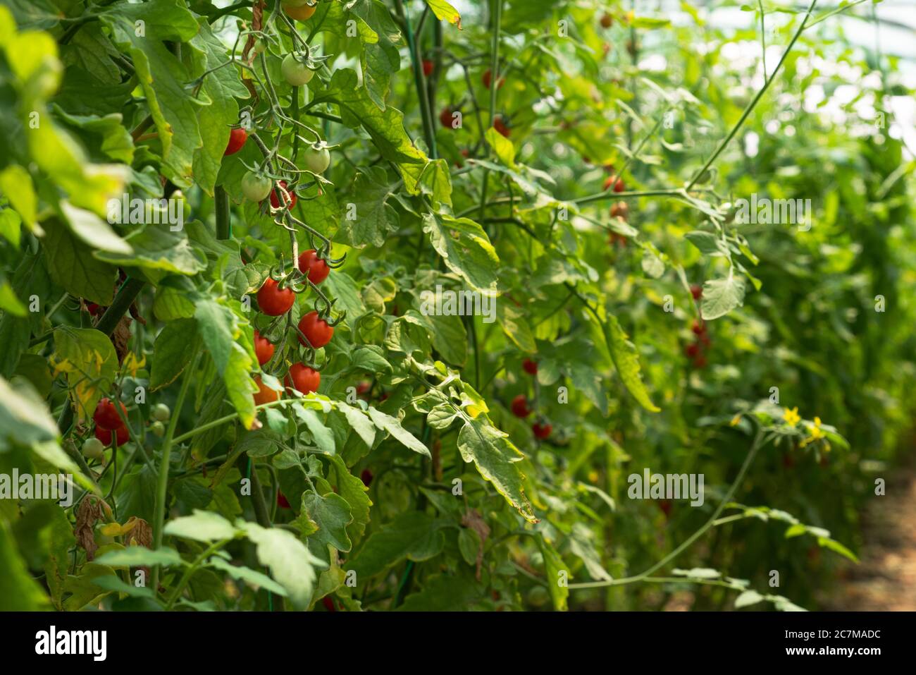 Greenhouse with cherry tomatoes. Organic farm Stock Photo - Alamy