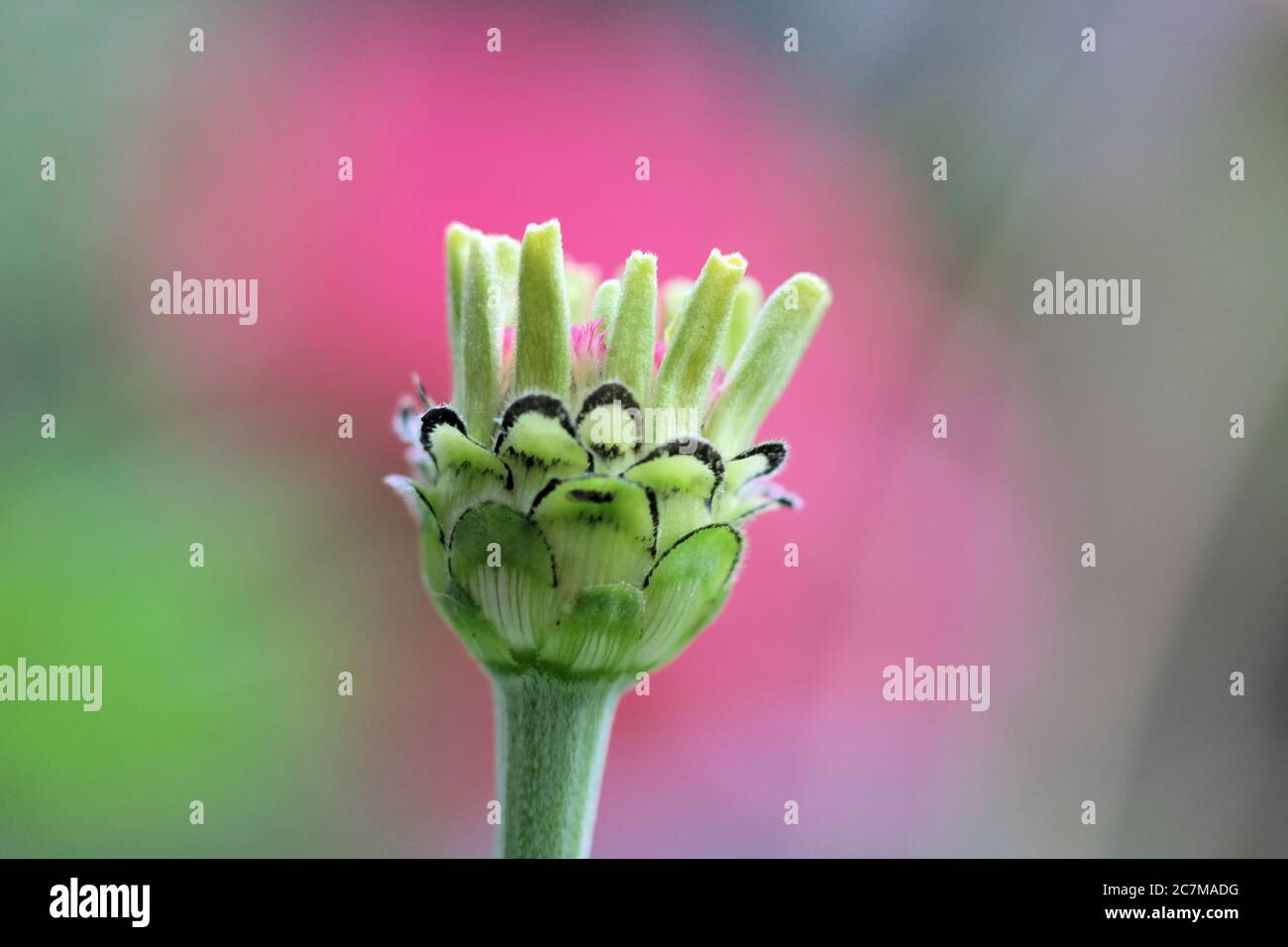 Closeup shot of sepals of a flower with a blurred background Stock ...