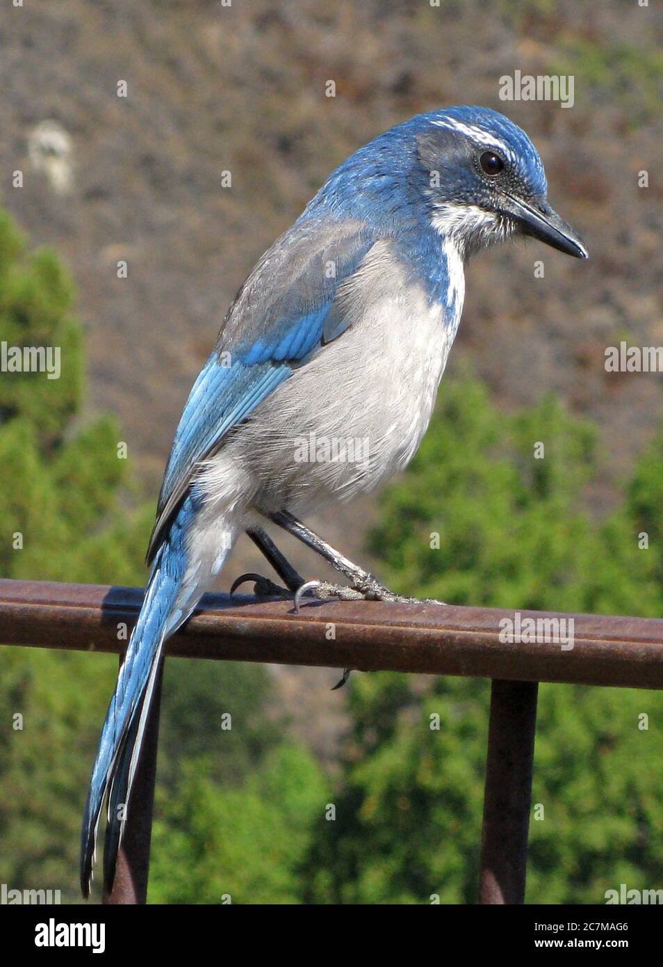 Western Scrub Jay in Big Sur, California Stock Photo - Alamy