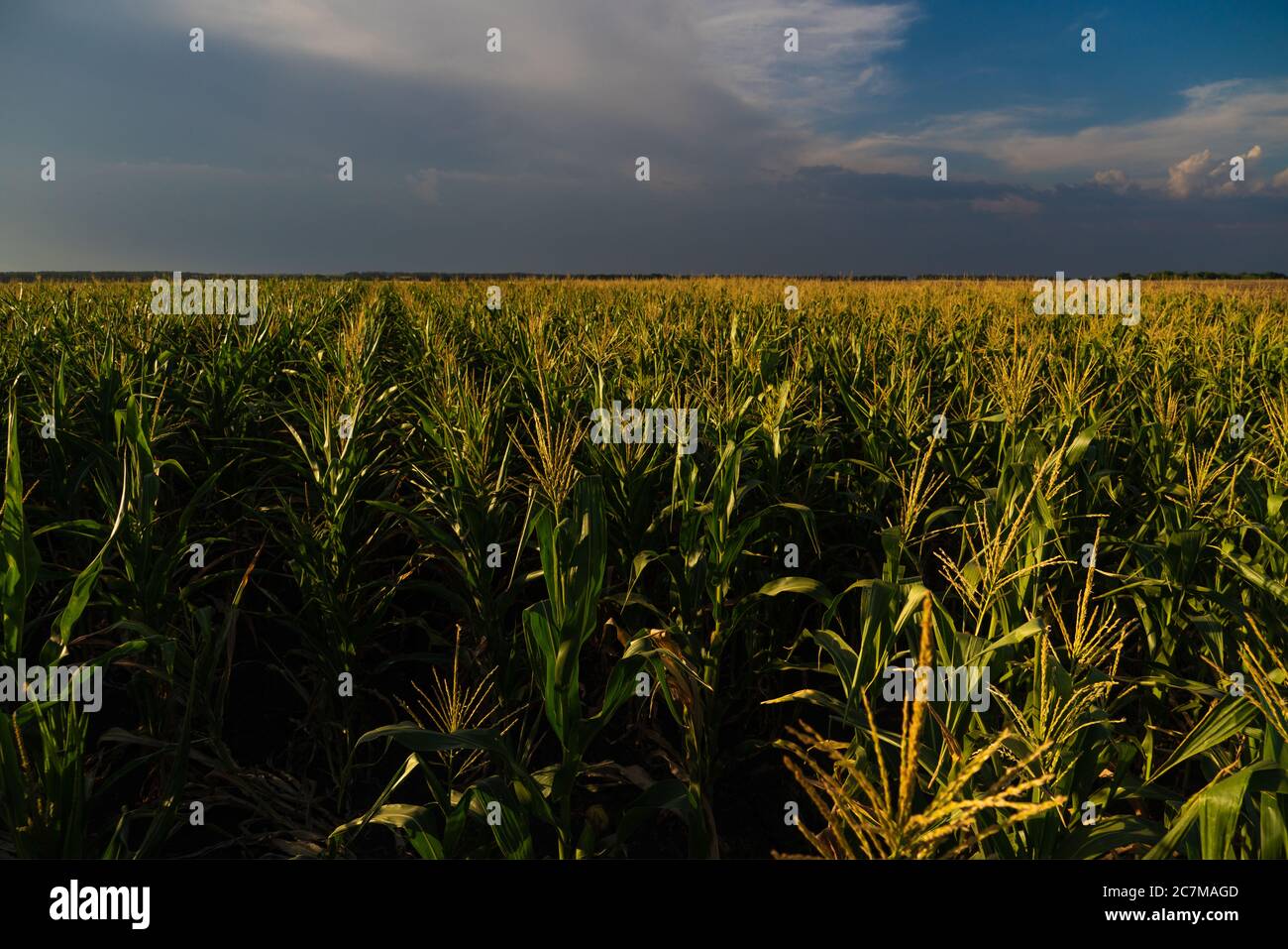 Agricultural sunset hi-res stock photography and images - Alamy