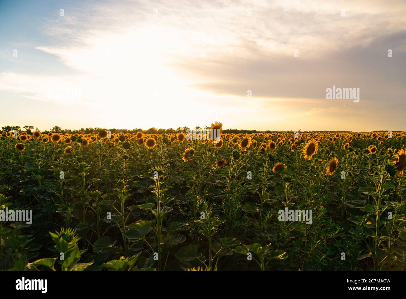 Sunflower field sunset farm hi-res stock photography and images - Alamy Sunflower field sunset farm hi-res stock photography and images - Alamy