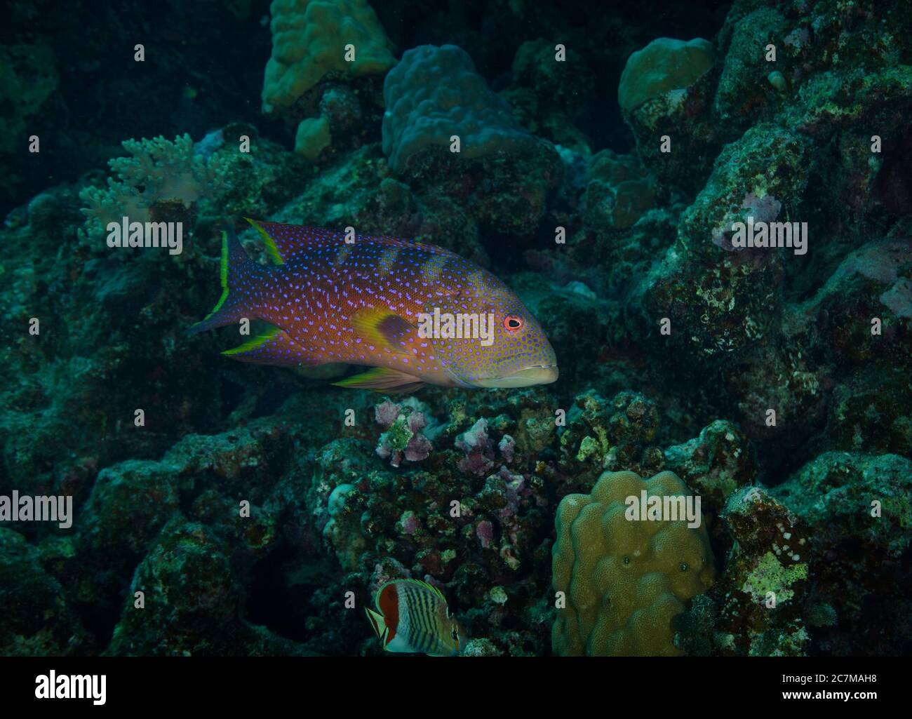 Coral trout hi-res stock photography and images - Alamy