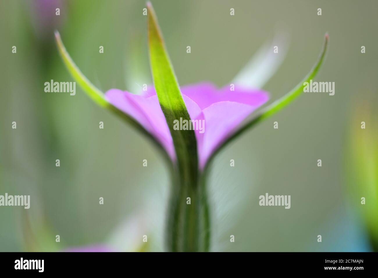 Closeup shot of sepals in a purple flower with a blurred background ...