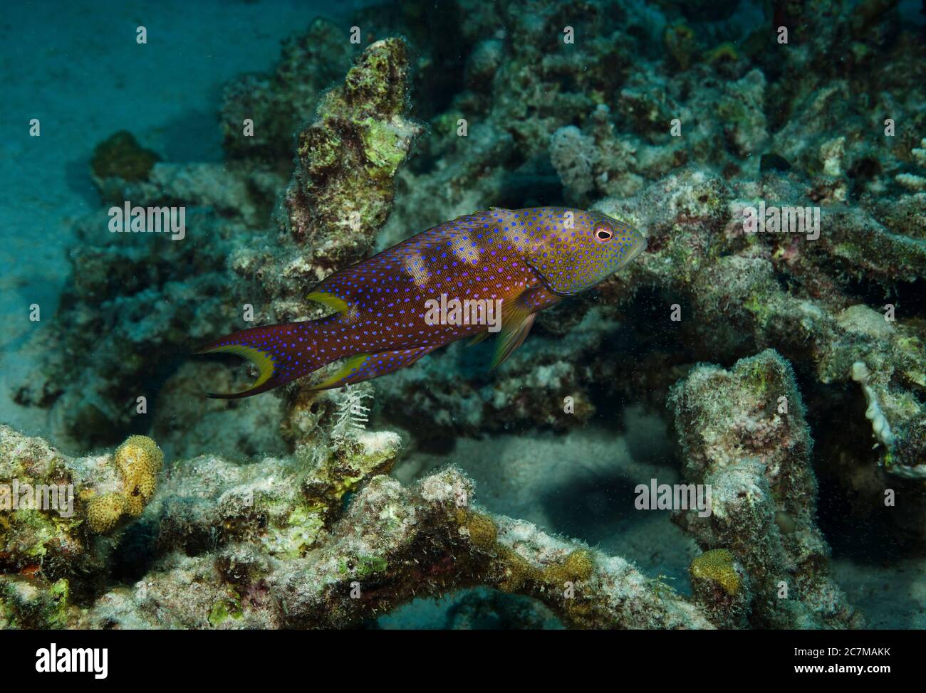 Coral trout hi-res stock photography and images - Alamy