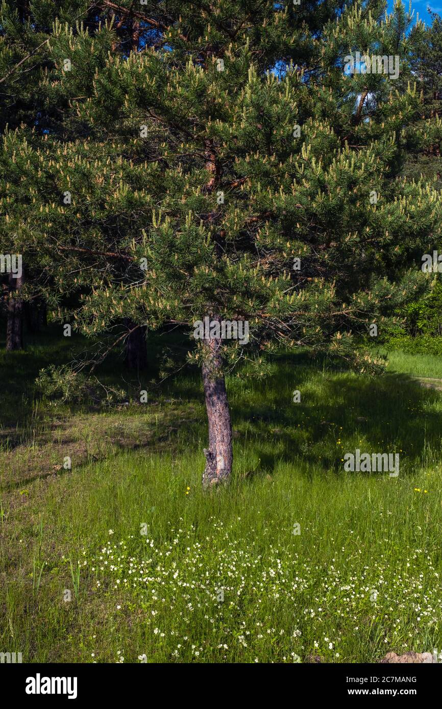 Strawberries tree hi-res stock photography and images - Alamy