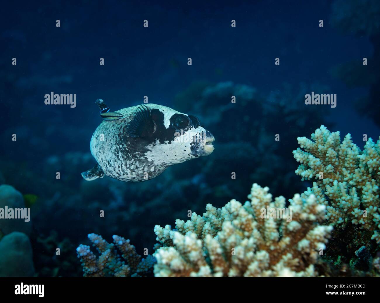 Masked puffer, Arothron diadematus, on coral reef in Hamata, Egypt ...