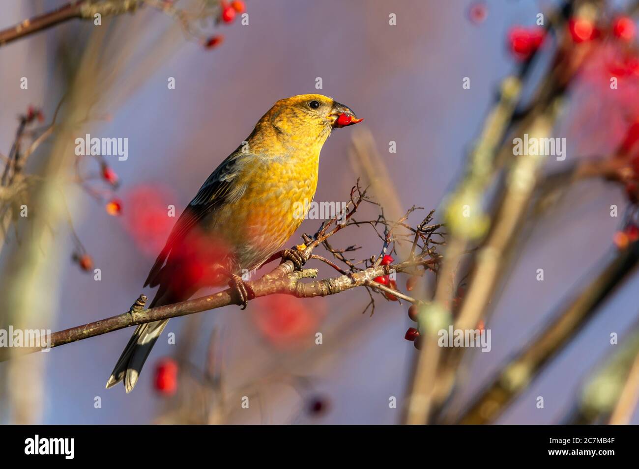 Yellow common crossbill bird eating red rowan berries perched on a tree ...