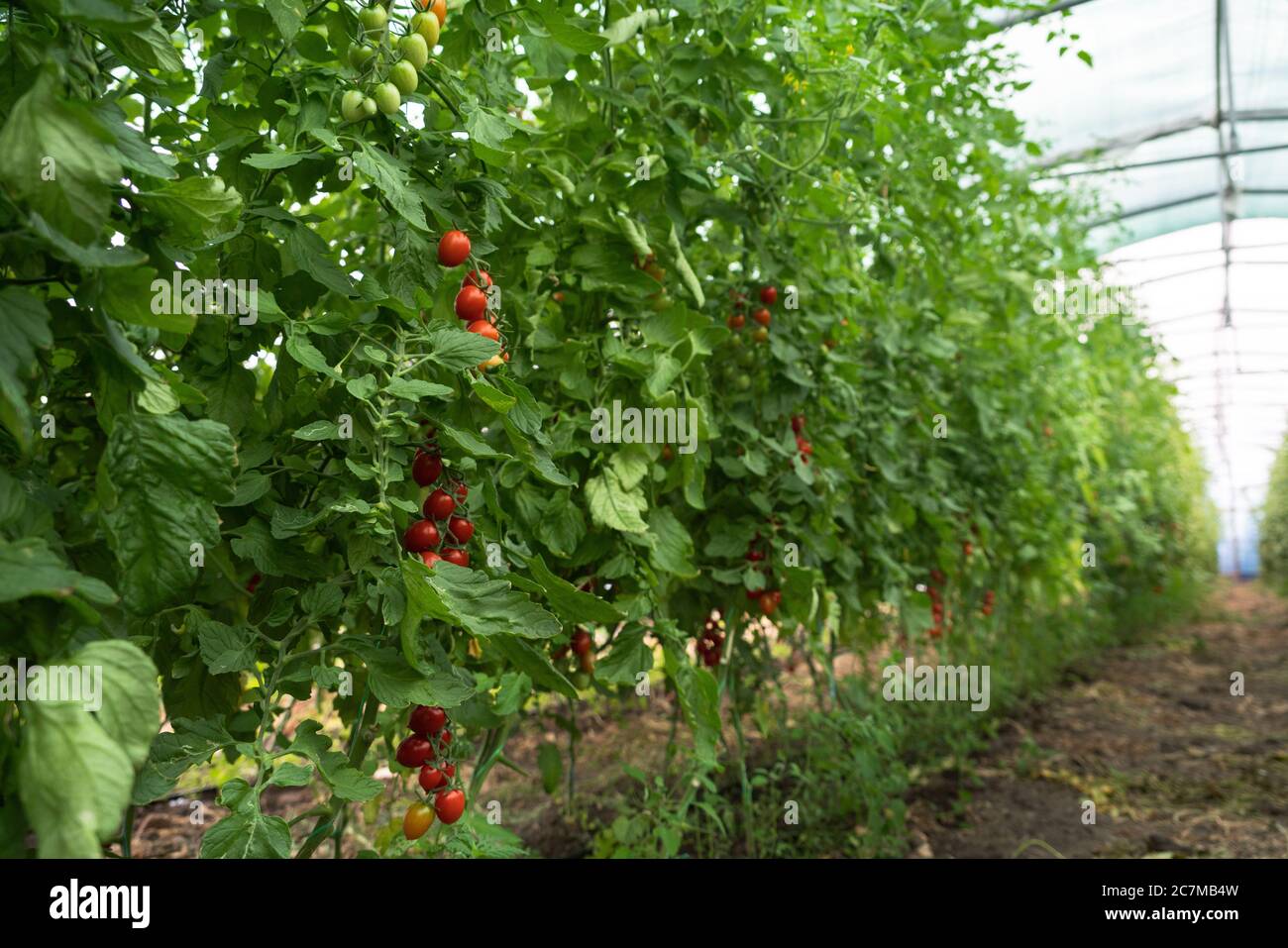 Greenhouse with cherry tomatoes. Organic farm Stock Photo - Alamy