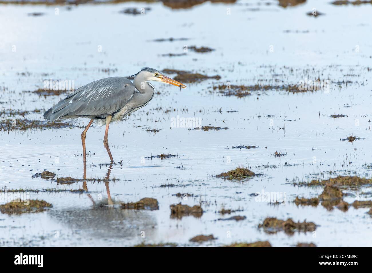 Great blue heron catching a fish in a lake during daytime Stock Photo ...