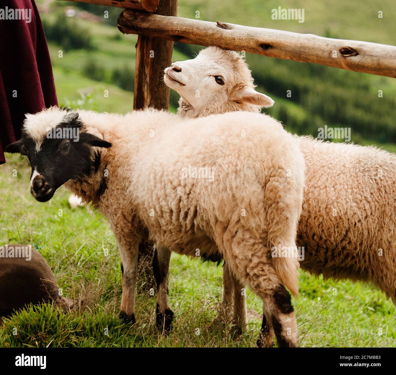 The sacred lamb hi-res stock photography and images - Alamy