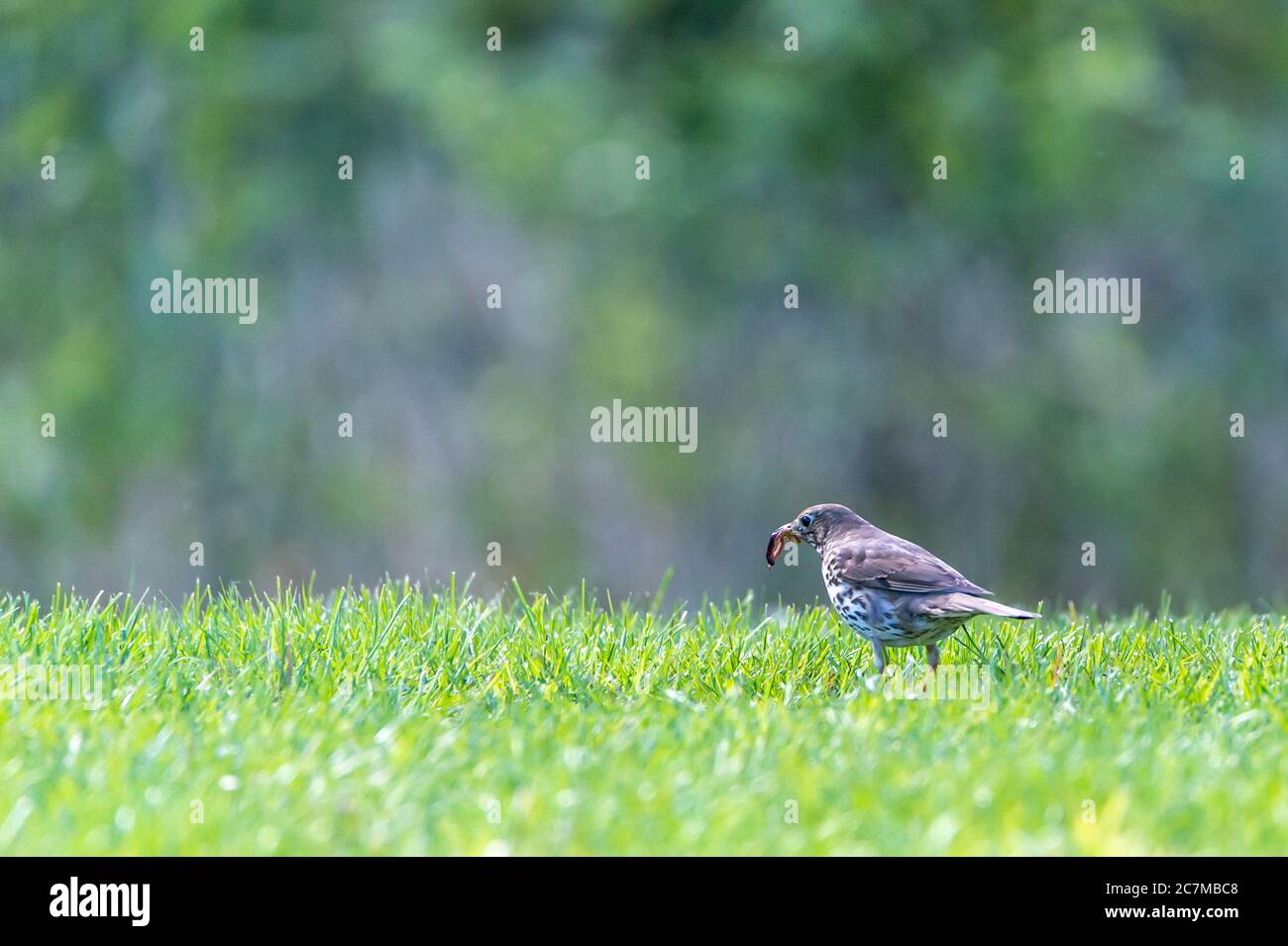 Grey finch hi-res stock photography and images - Alamy