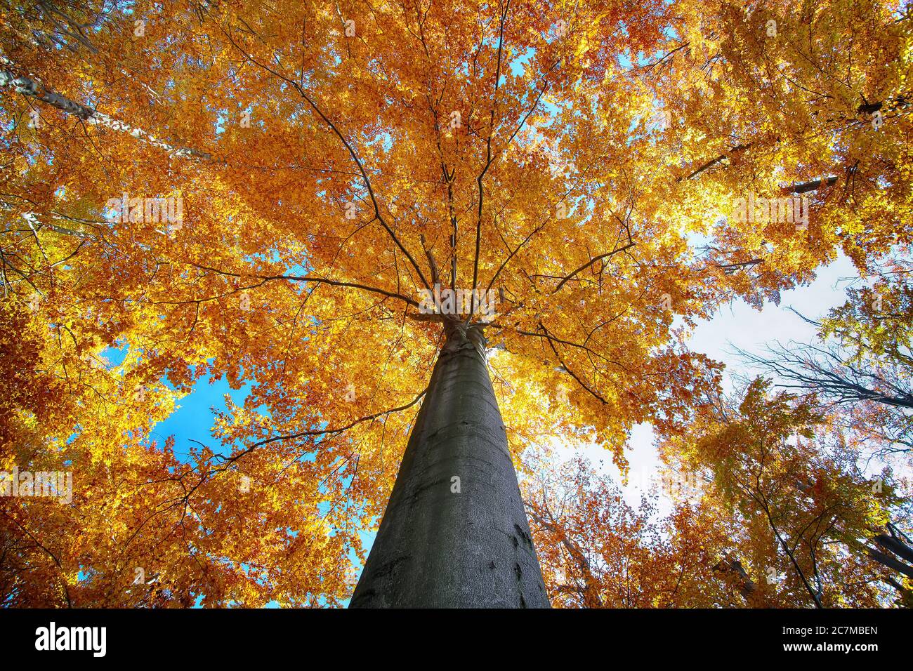 Colorful autumn tree in forest. view from below Stock Photo - Alamy