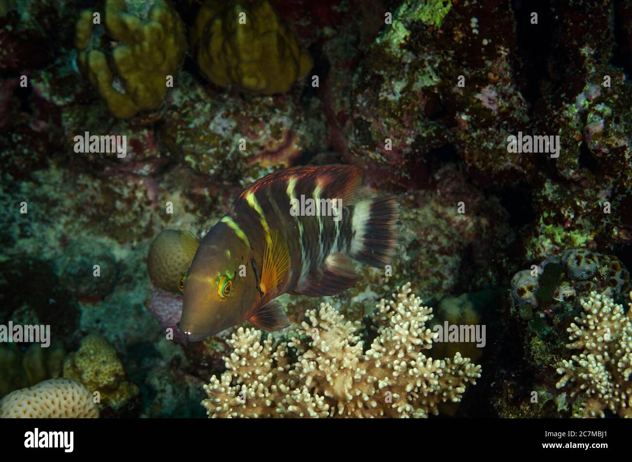Redbreasted wrasse, cheilinus quinquecinctus, in coral reef, Hamata ...