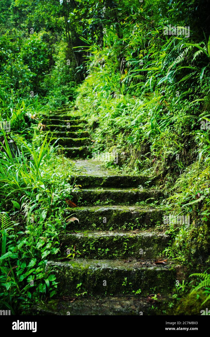 old stone stairs going through the forest, Aguas Calientes, Peru, South ...