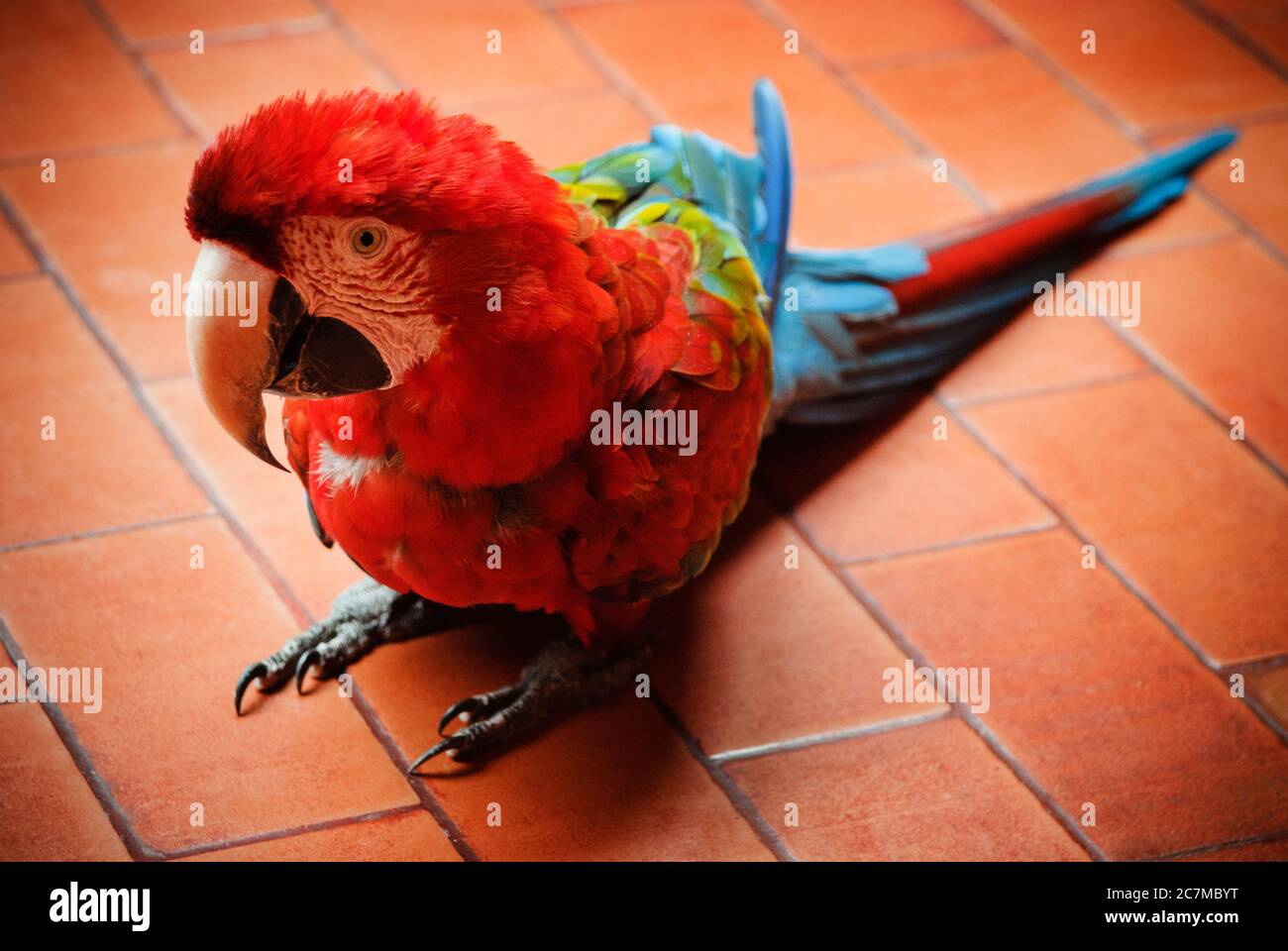 red macaw parrot Stock Photo - Alamy