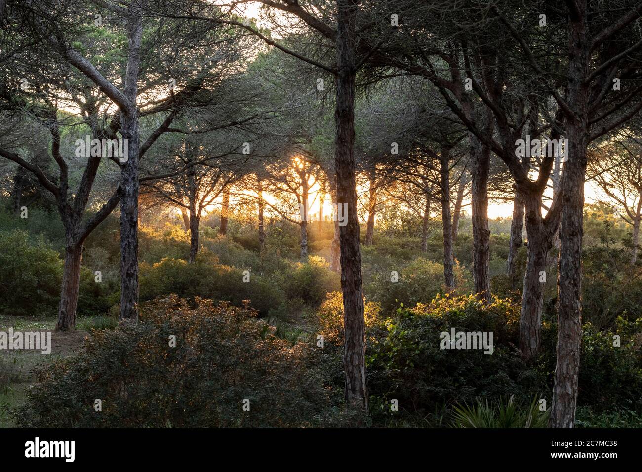 Soft light through tree branches hi-res stock photography and images ...