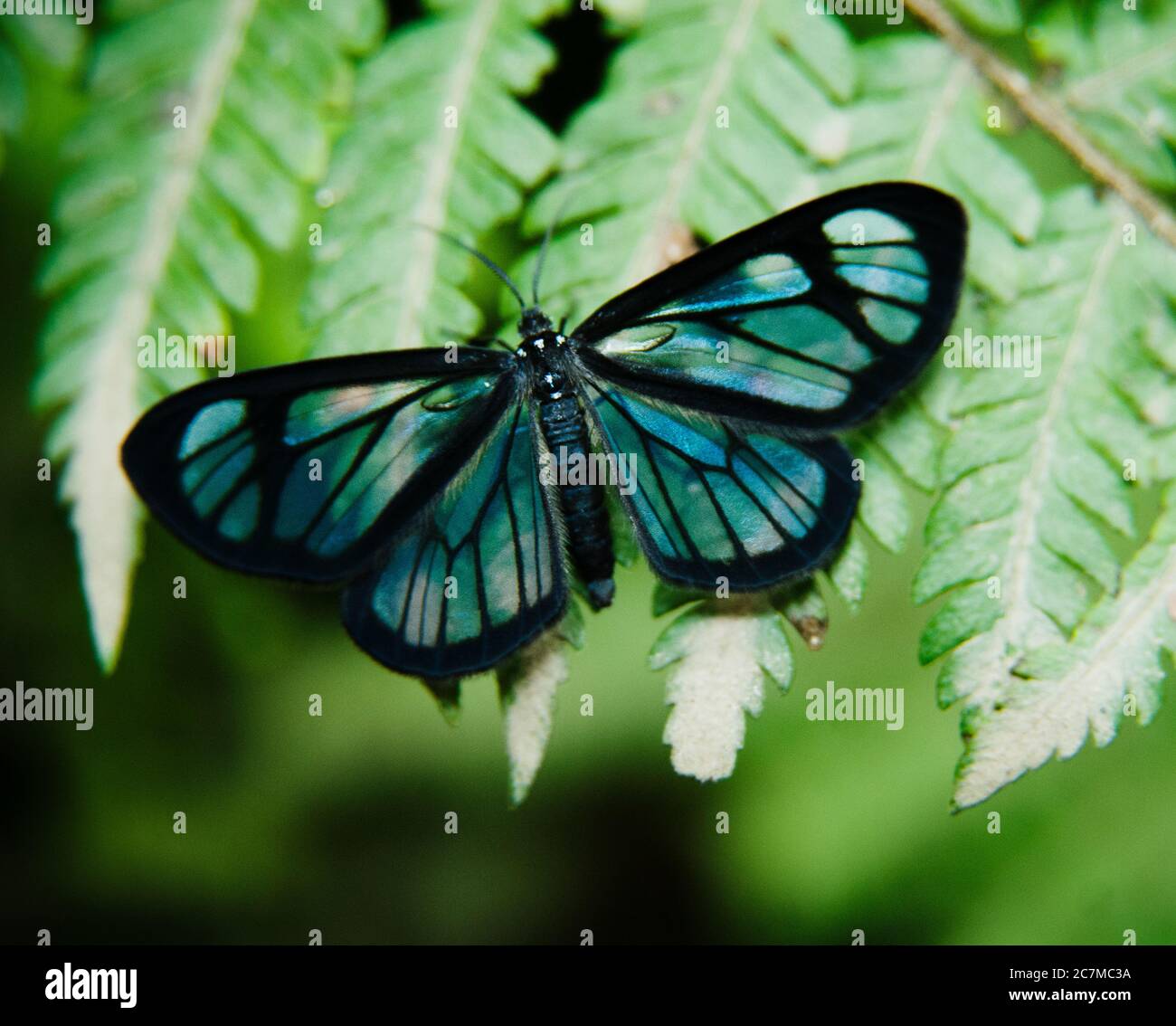 Blue butterfly in Aguas Calientes, Peru, South America Stock Photo - Alamy