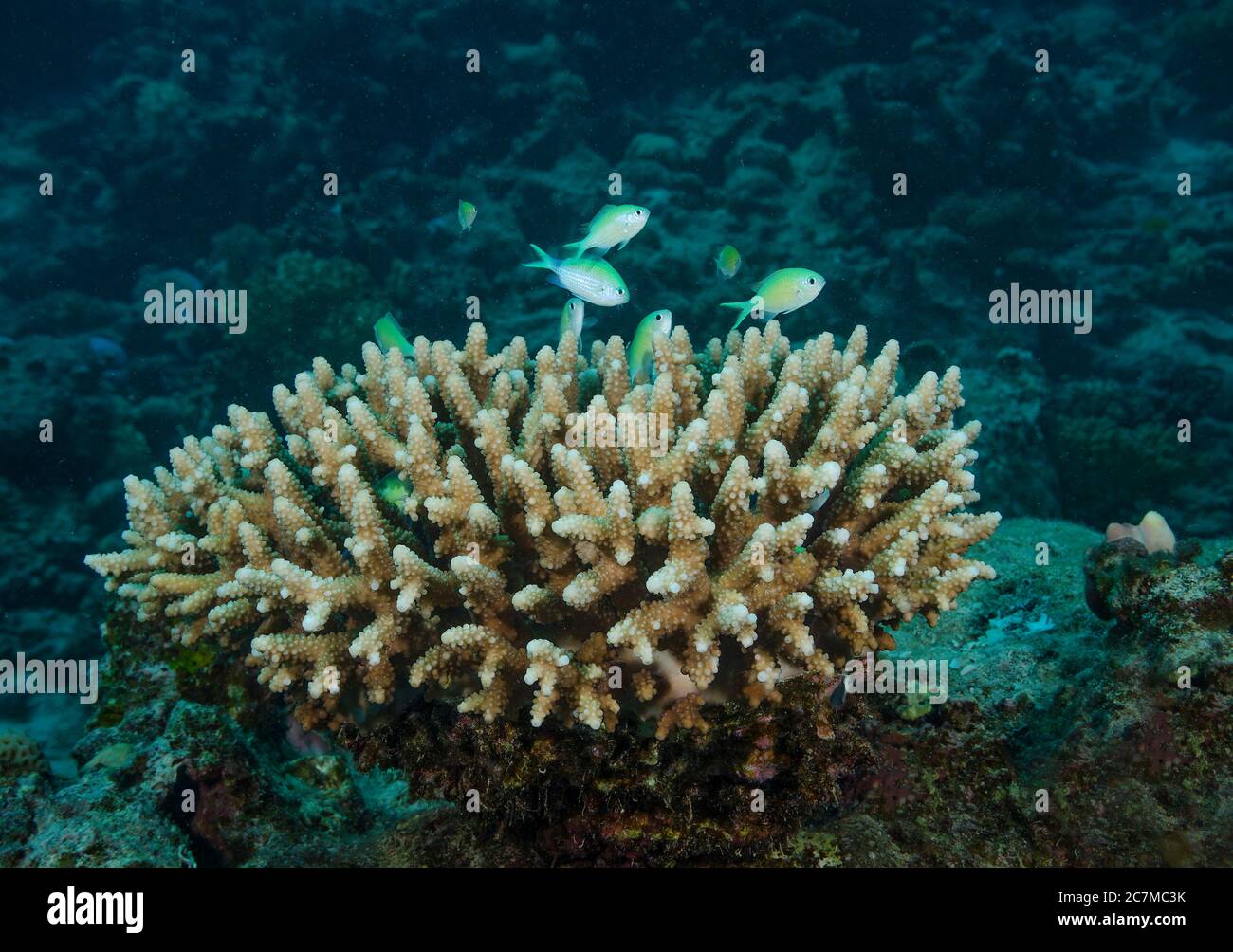 Threadfin anthias, Pseudanthias huchti, in Staghorn coral on reef in ...