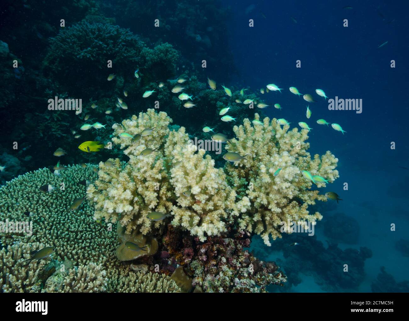 Small fish on staghorn coral hi-res stock photography and images - Alamy