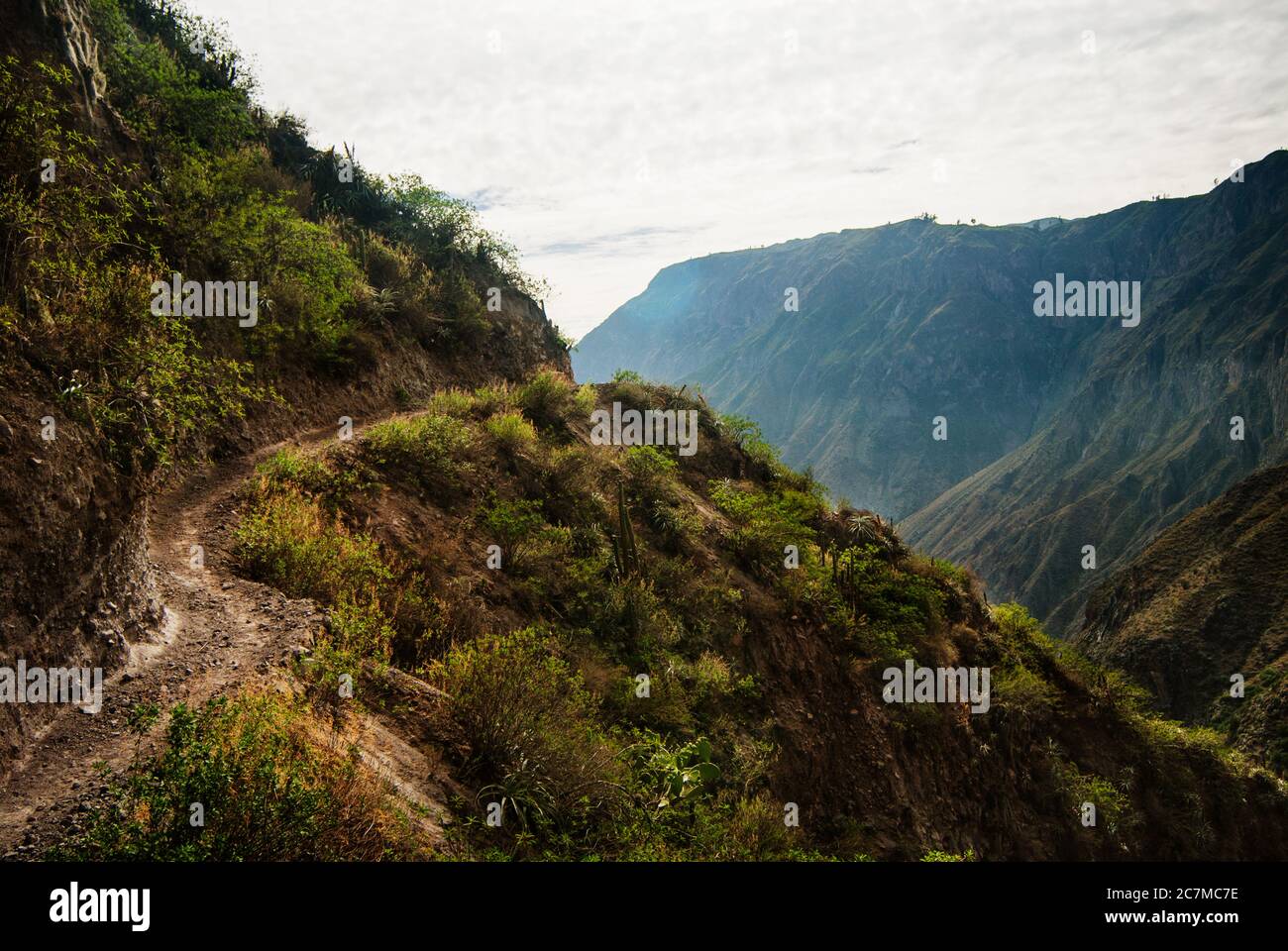 Trail through Colca Canyon, Peru, South America Stock Photo - Alamy